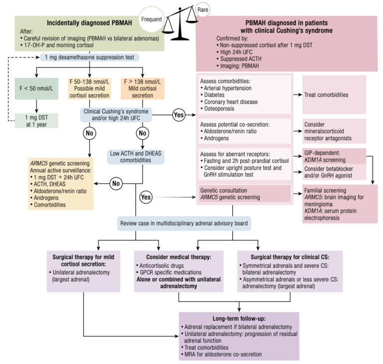 両側性大結節性副腎過形成 PBMAH primary bilateral macronodular adrenal hyperplasia ...