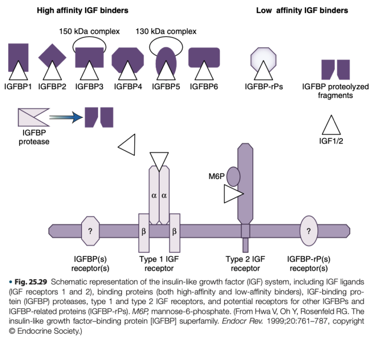 IGF-1｜ある内科医のまとめ